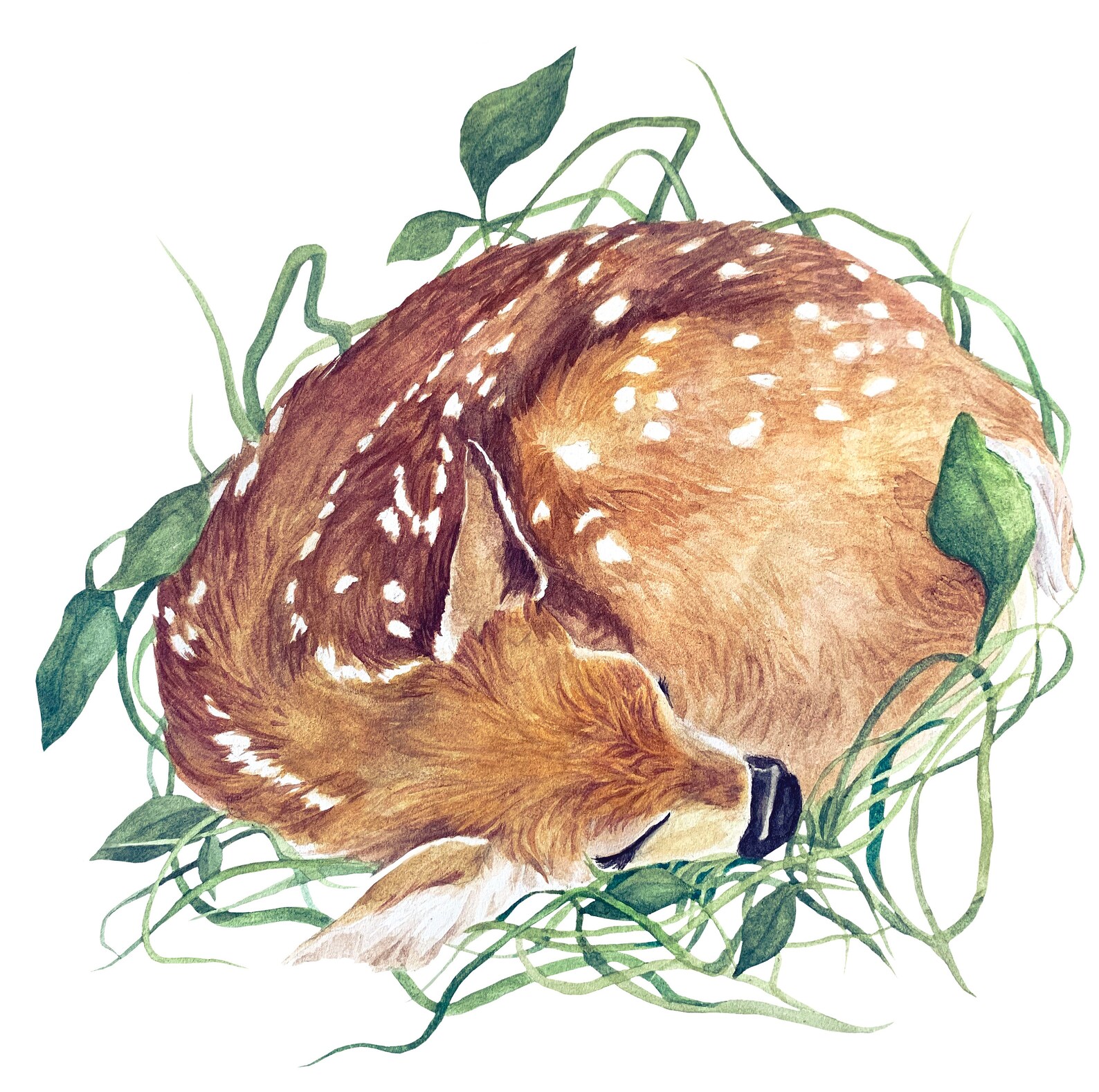 Sleeping Fawn Print Watercolor Fawn Sleeping in a Meadow - Etsy