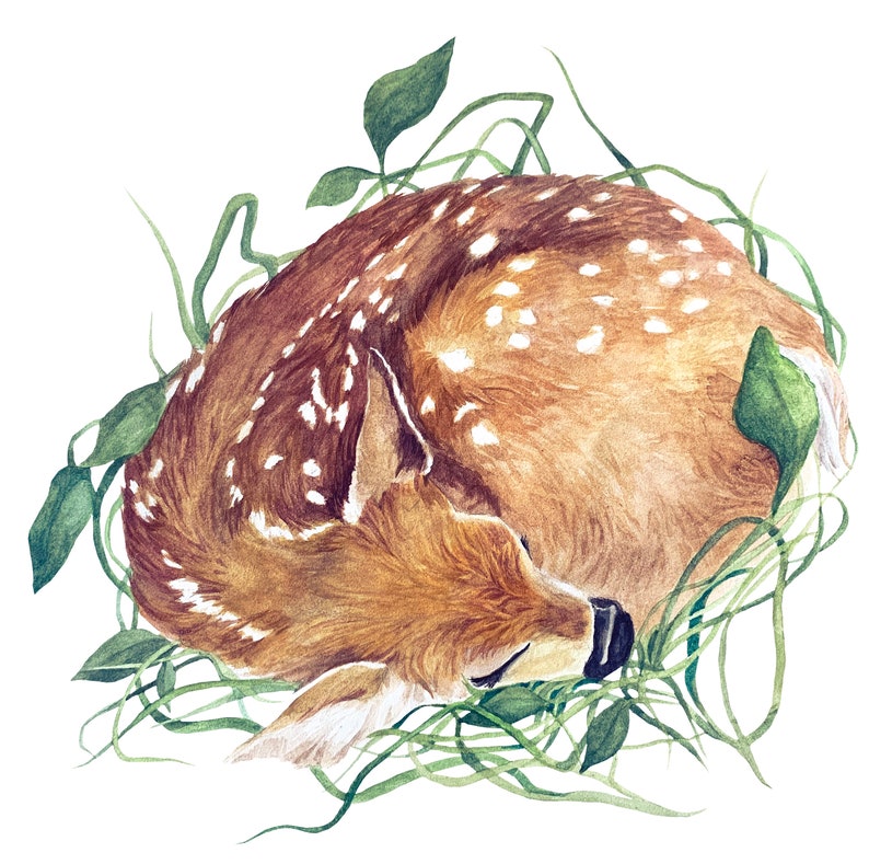 Sleeping Fawn Print | Watercolor Fawn Sleeping in a Meadow | - Etsy