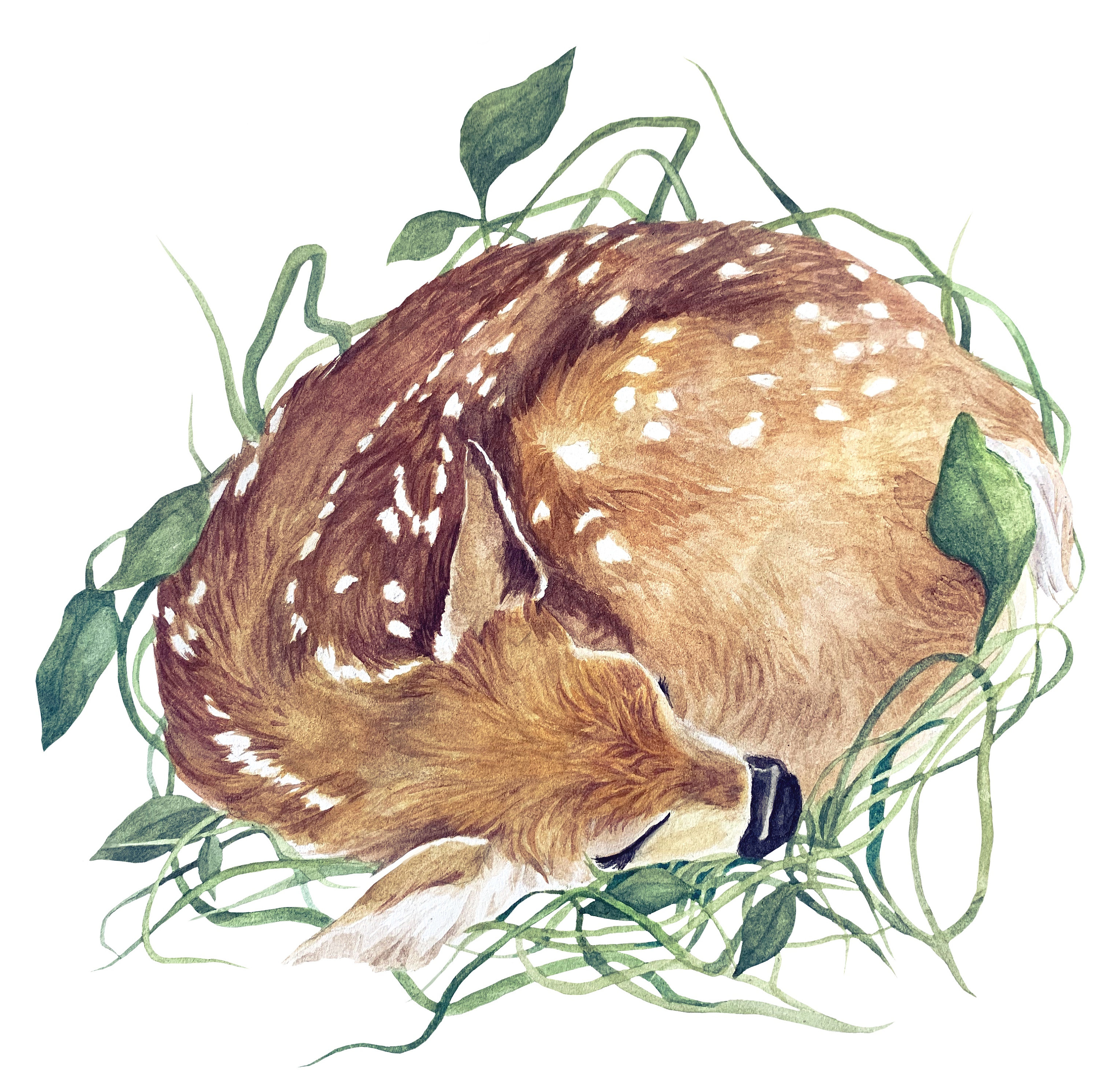 Sleeping Fawn Print | Watercolor Fawn Sleeping in a Meadow | - Etsy