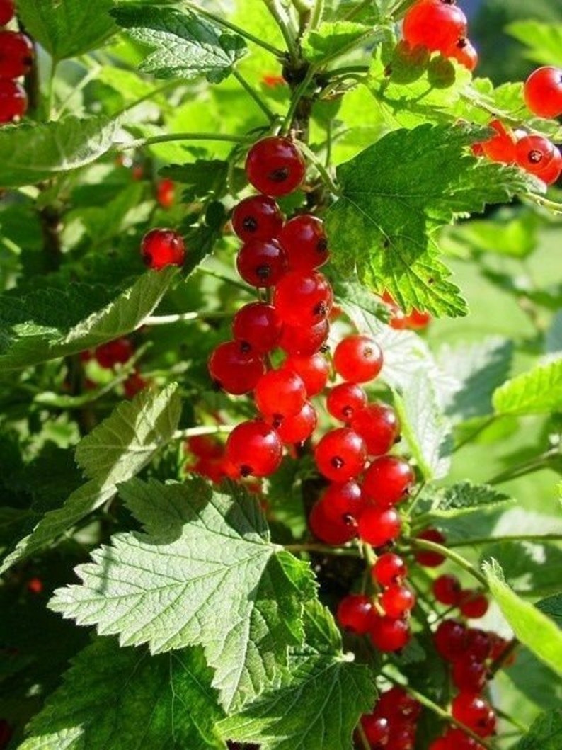 What to do with Red Currants! Recipes and Growing Tips
