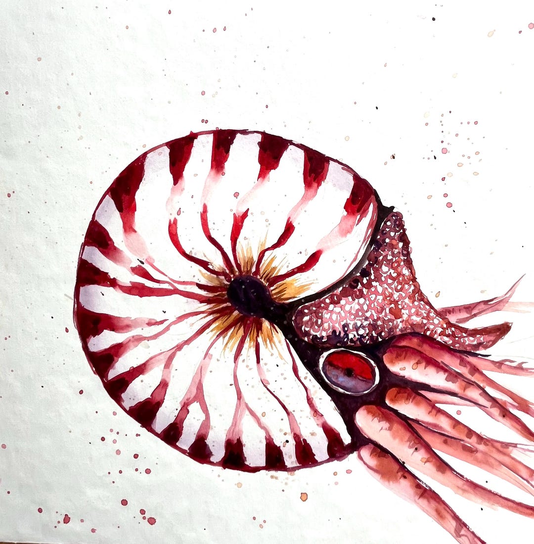 Sea Creature Watercolor Painting: Nautilus Shell Wall Art - Etsy