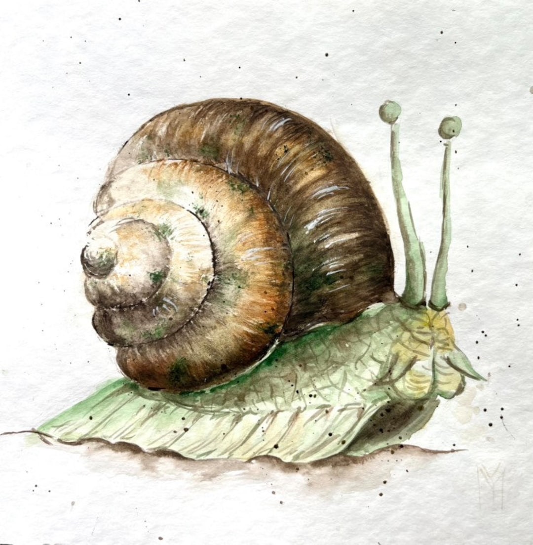 Snail Watercolor Original Painting Wall Art - Etsy