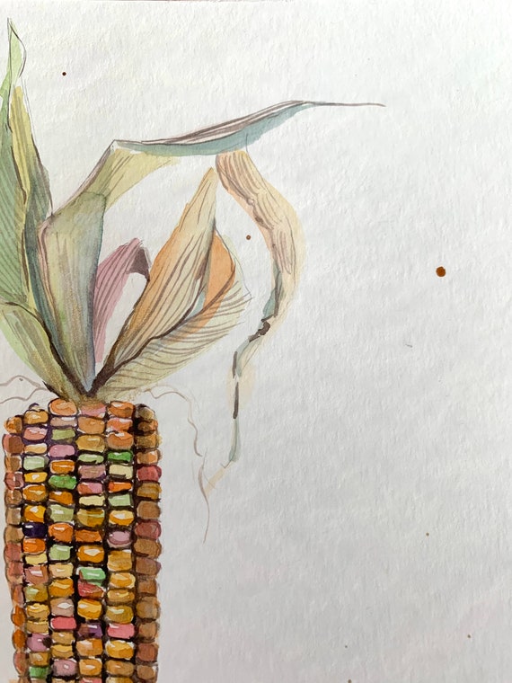 Indian Corn Drawing