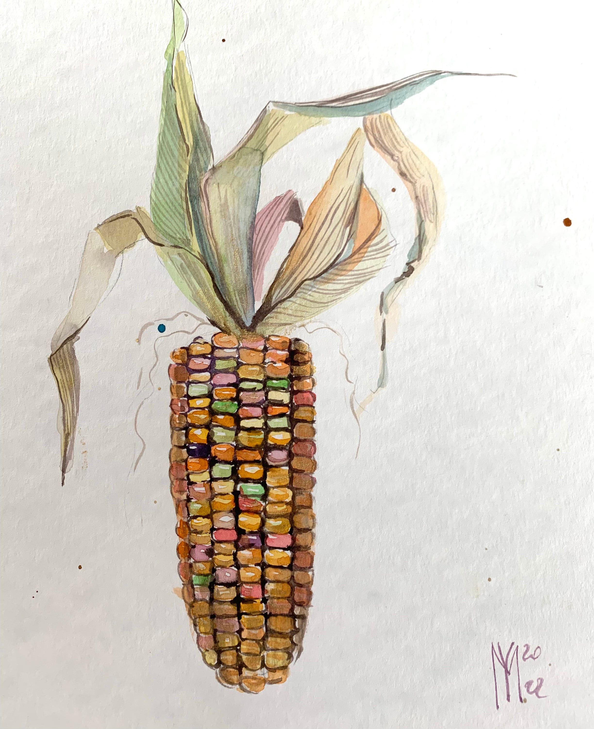 Indian Corn Drawing