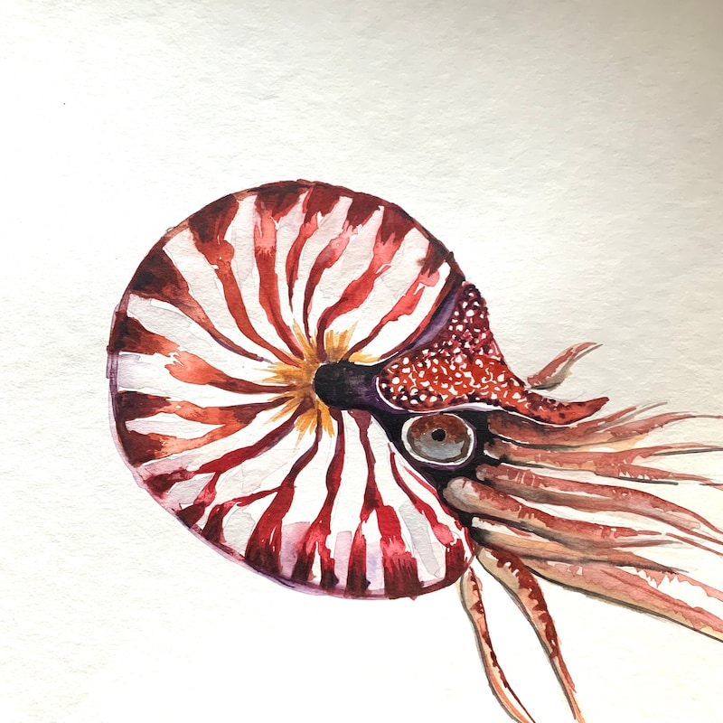 Nautilus Art - Etsy