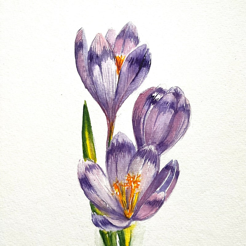 Purple Crocus - Etsy
