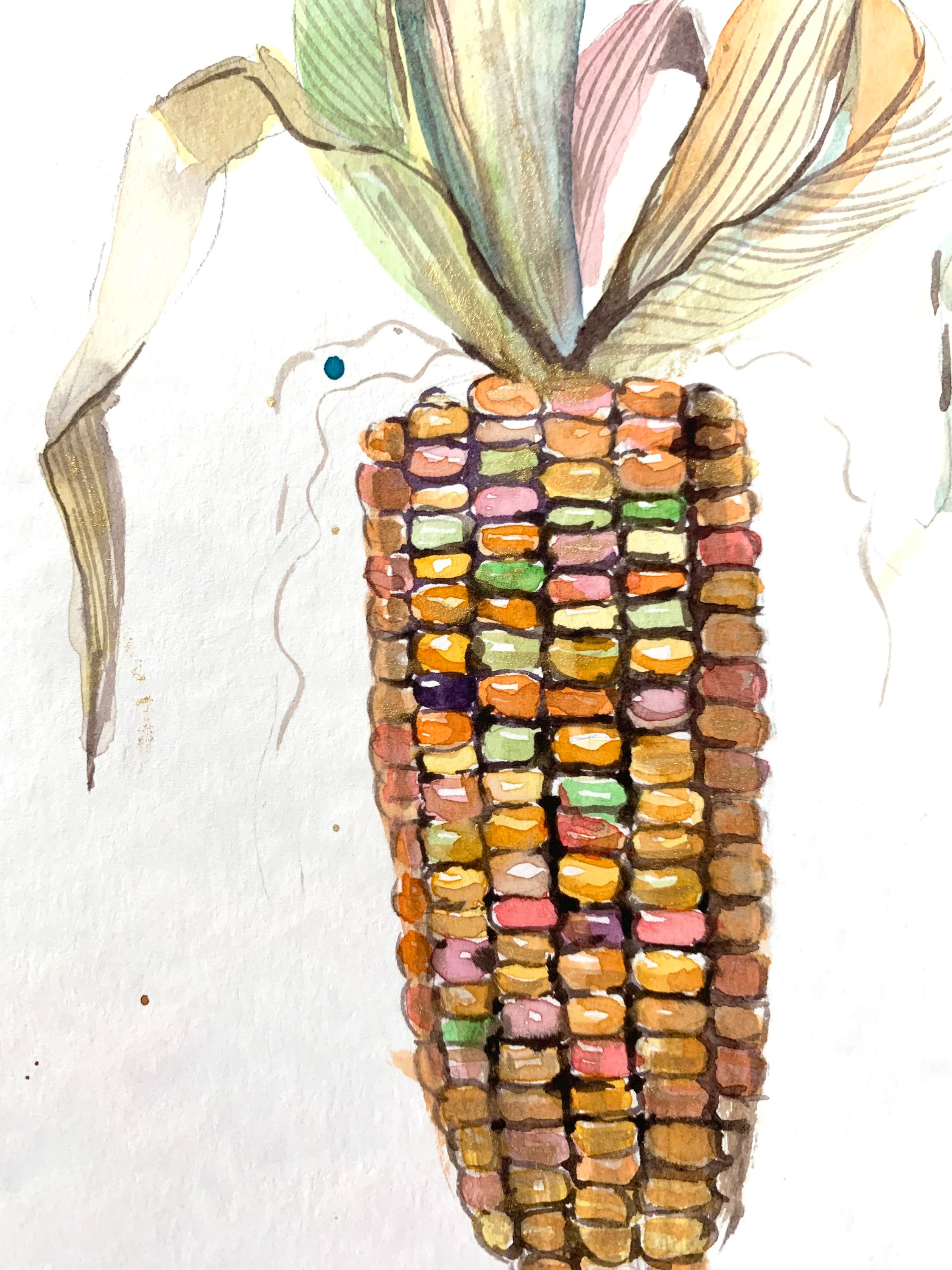 Indian Corn Drawing