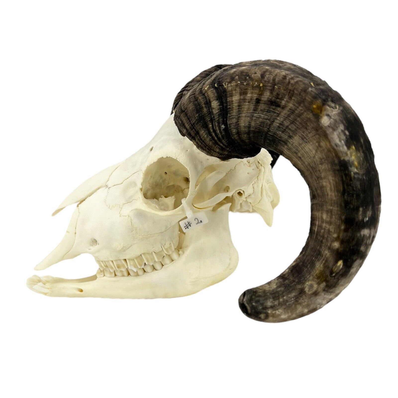 Real Ram Skull Ovis Aries Animal Skull Ram Skull - Etsy