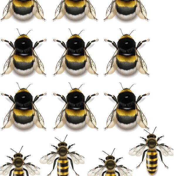 Bee Decal - Etsy