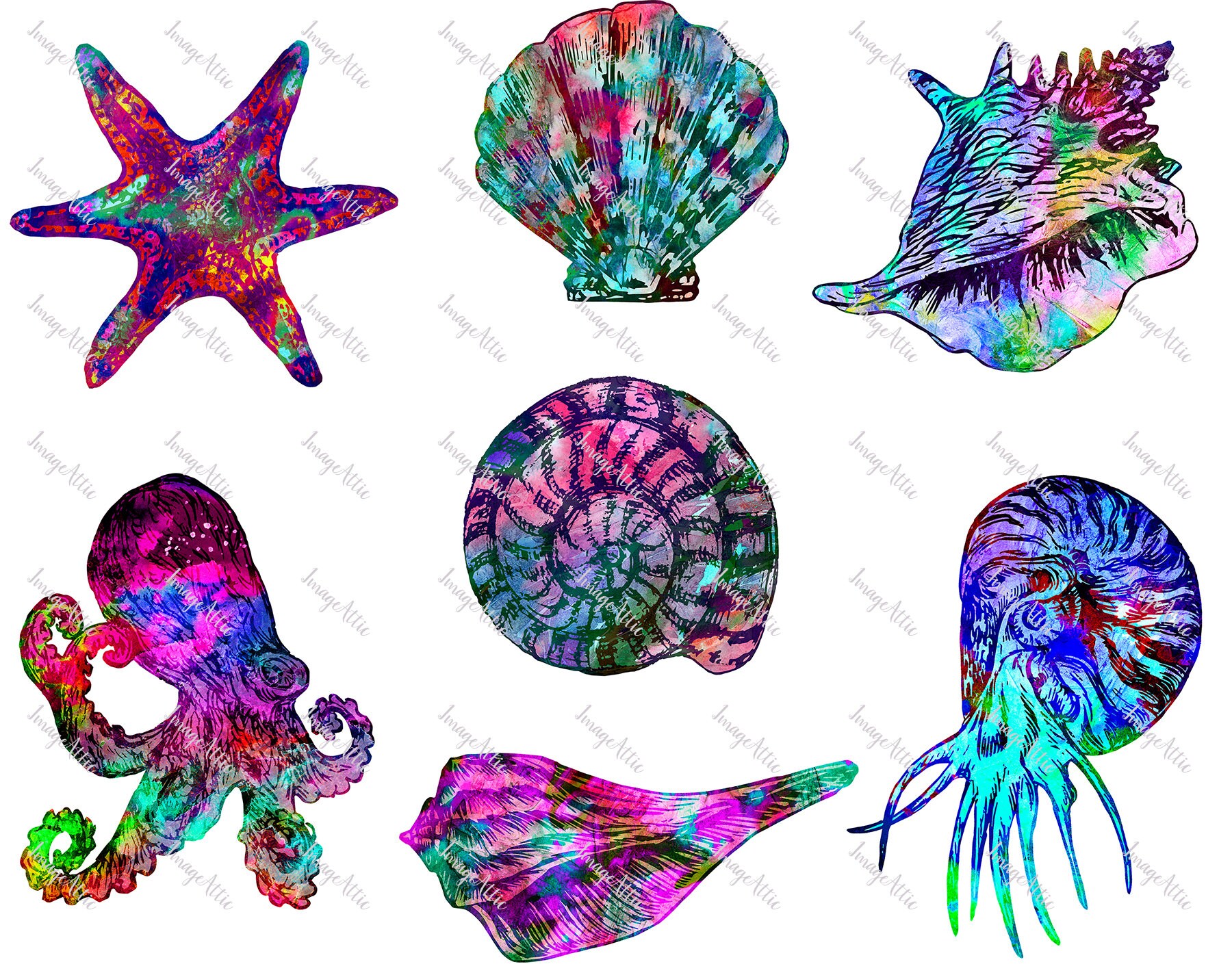 Bright Colorful Sea Shells Waterslide Decal - Clear - READY TO USE ...