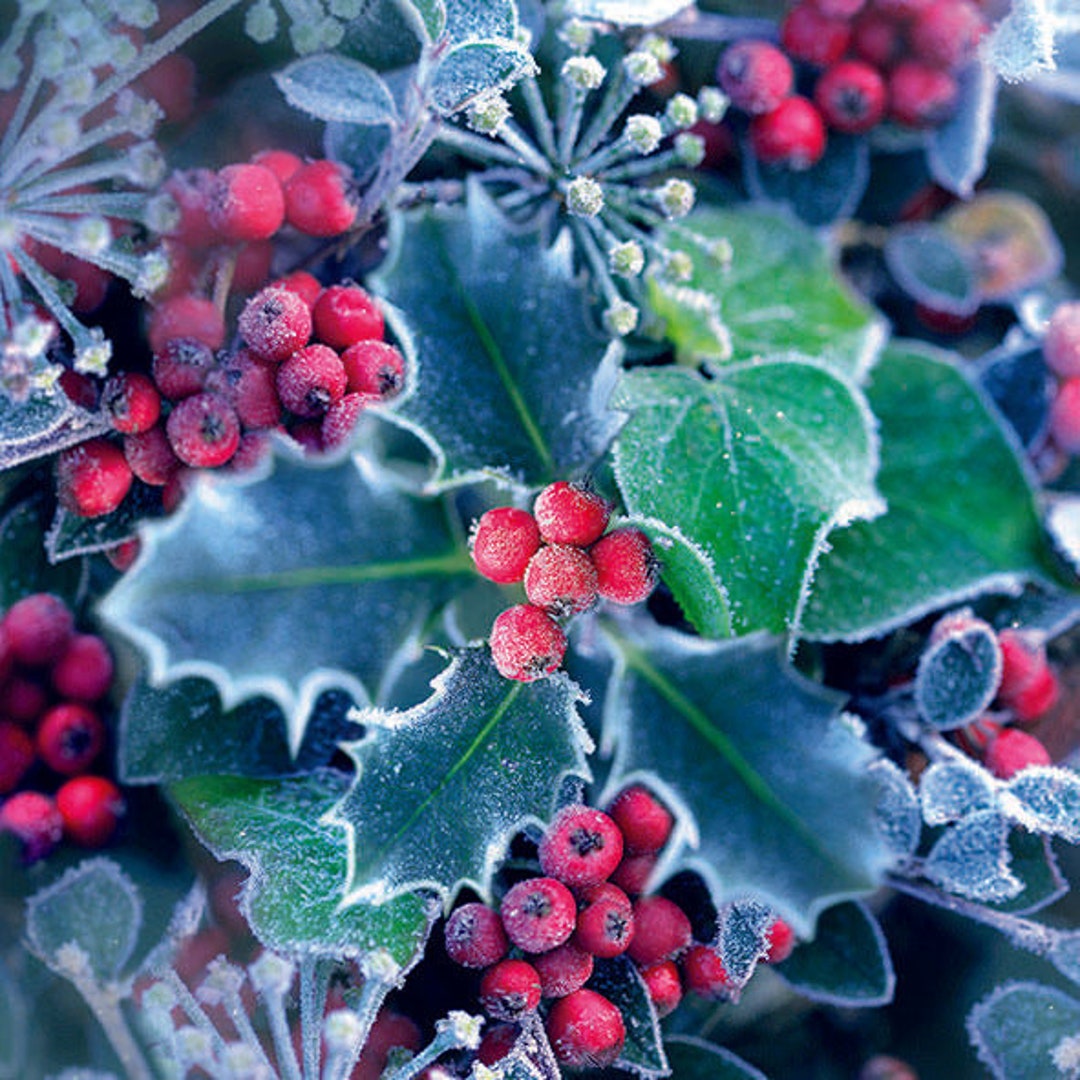 Decoupage Napkins 6.5" - Frozen Holly - Etsy