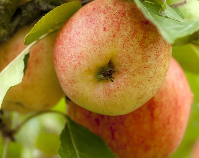 Wolf River Apple Tree gt/18-24 - Etsy