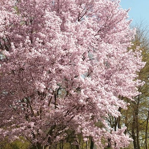 Autumnalis Cherry Tree GT/2-3' - Etsy