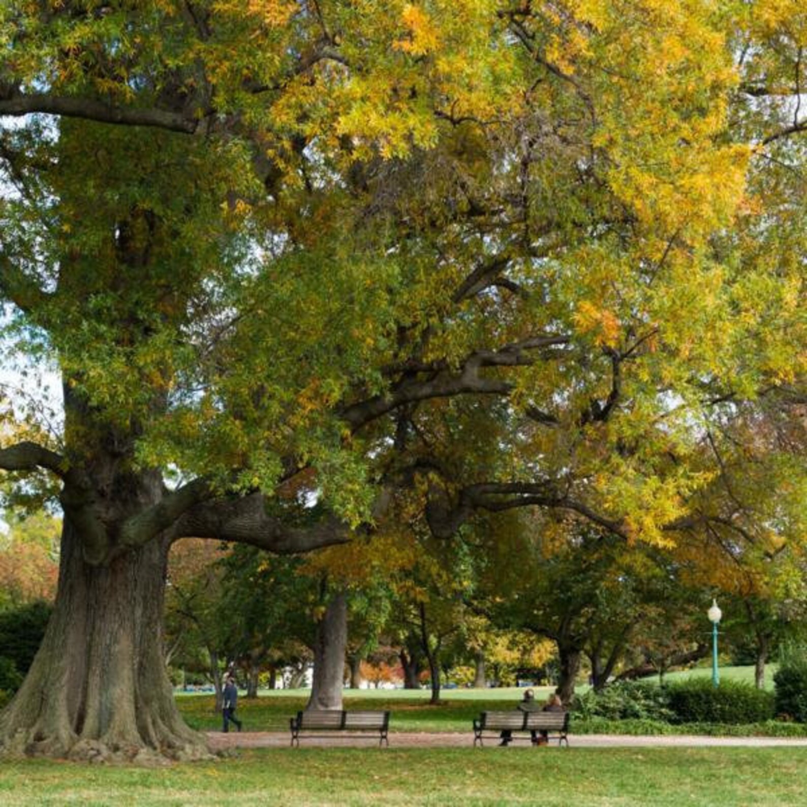 Willow Oak Tree 2 3 Etsy
