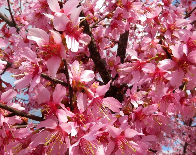 Okame Cherry Tree BR/1-2' - Etsy