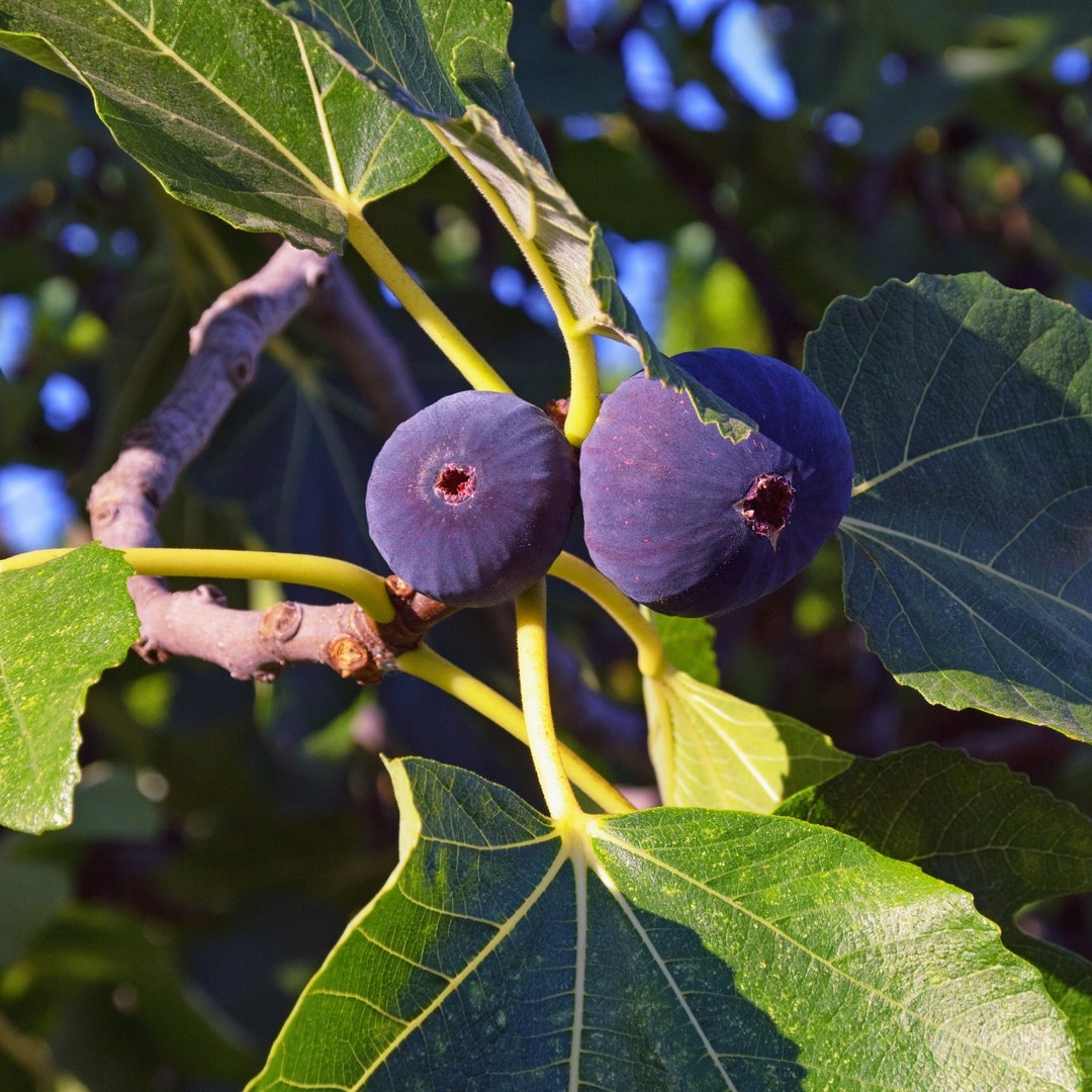 LSU Purple Fig Tree BR/1-2' - Etsy
