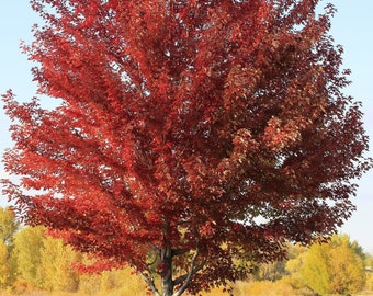 Sun Valley Maple Tree - Etsy