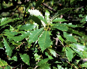 Chinkapin Oak Acorns - Etsy