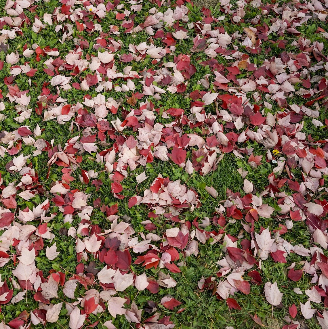 Red Sunset Maple Tree 6 12 Etsy Red Sunset Maple Tree 6 12 Etsy