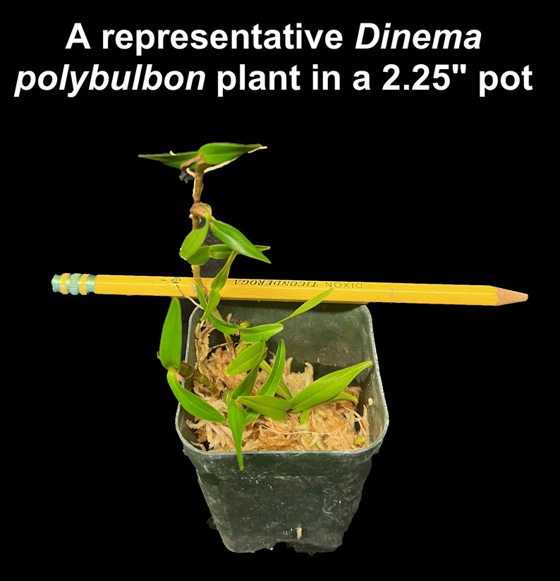 Dinema Polybulbon – Miniature Orchid Species, Fragrant Blooms, Perfect ...