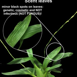 Onc. Heaven Scent 'redolence' -- Sharry Baby Improved EZ Grow ...