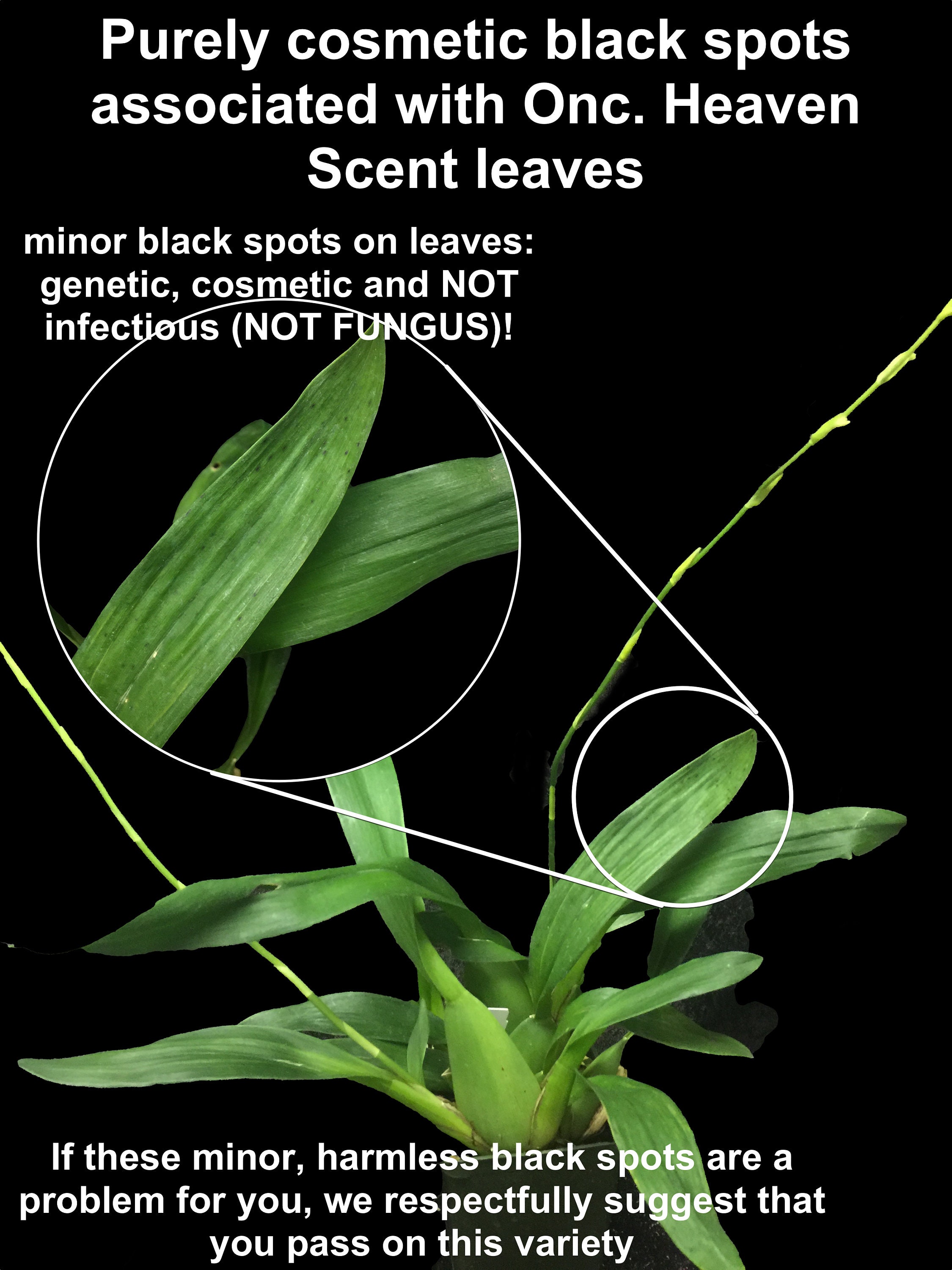 Onc. Heaven Scent 'redolence' Sharry Baby Improved - Etsy