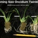 Orchid Insanity --onc. Twinkle 'fragrant Fantasy' -- Fragrant Blooms ...