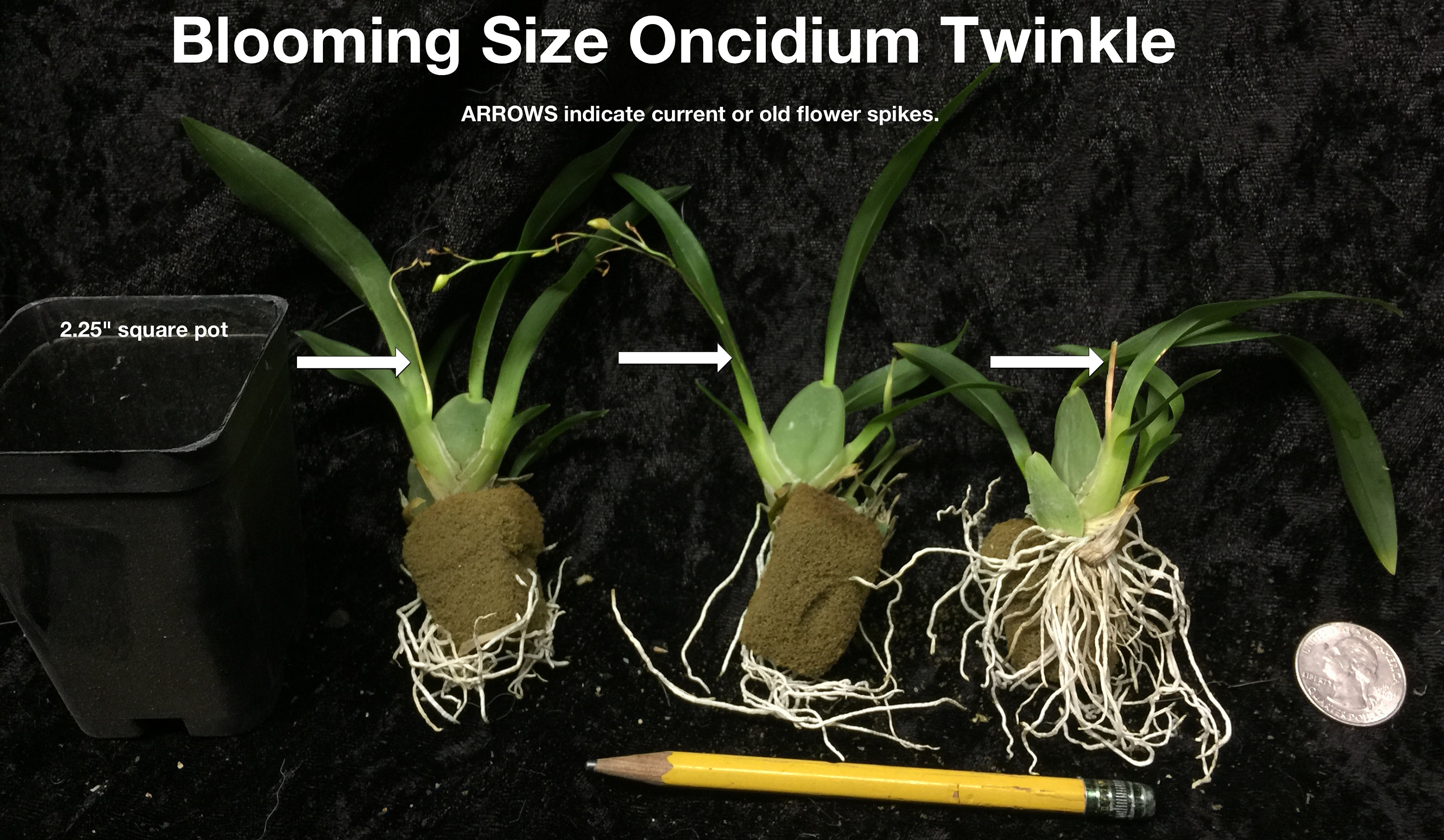 Orchid Insanity onc. Twinkle 'fragrant Fantasy' - Etsy