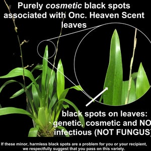 Onc. Heaven Scent 'redolence' -- Sharry Baby Improved EZ Grow ...