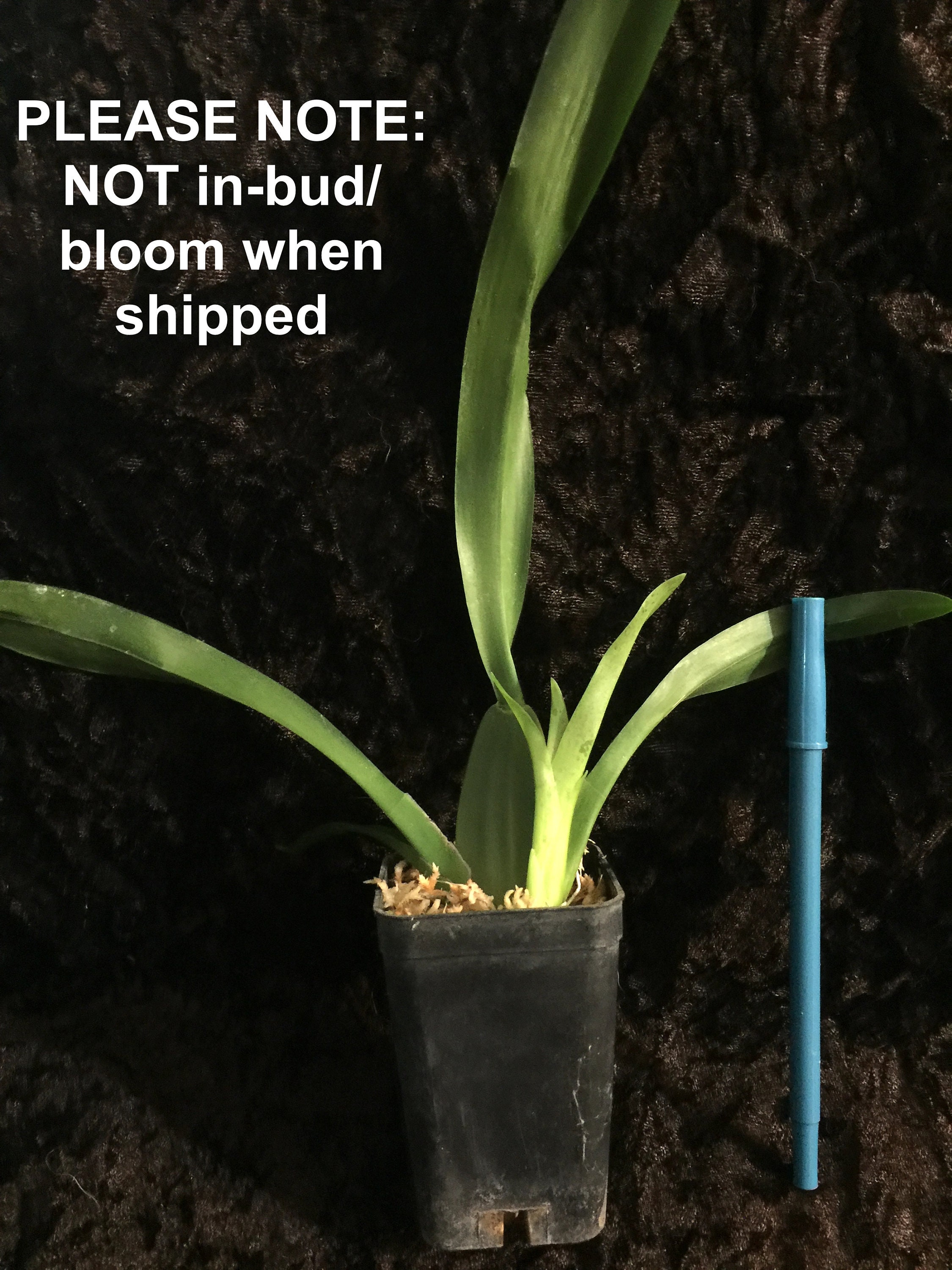 Onc. Heaven Scent 'redolence' Sharry Baby Improved - Etsy