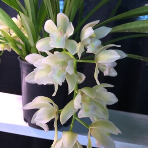 Orchid Insanity Sarah Jean 'ice Cascade' White Cascading Blooms Compact ...