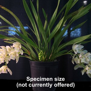 Orchid Insanity Sarah Jean 'ice Cascade' White Cascading Blooms Compact ...