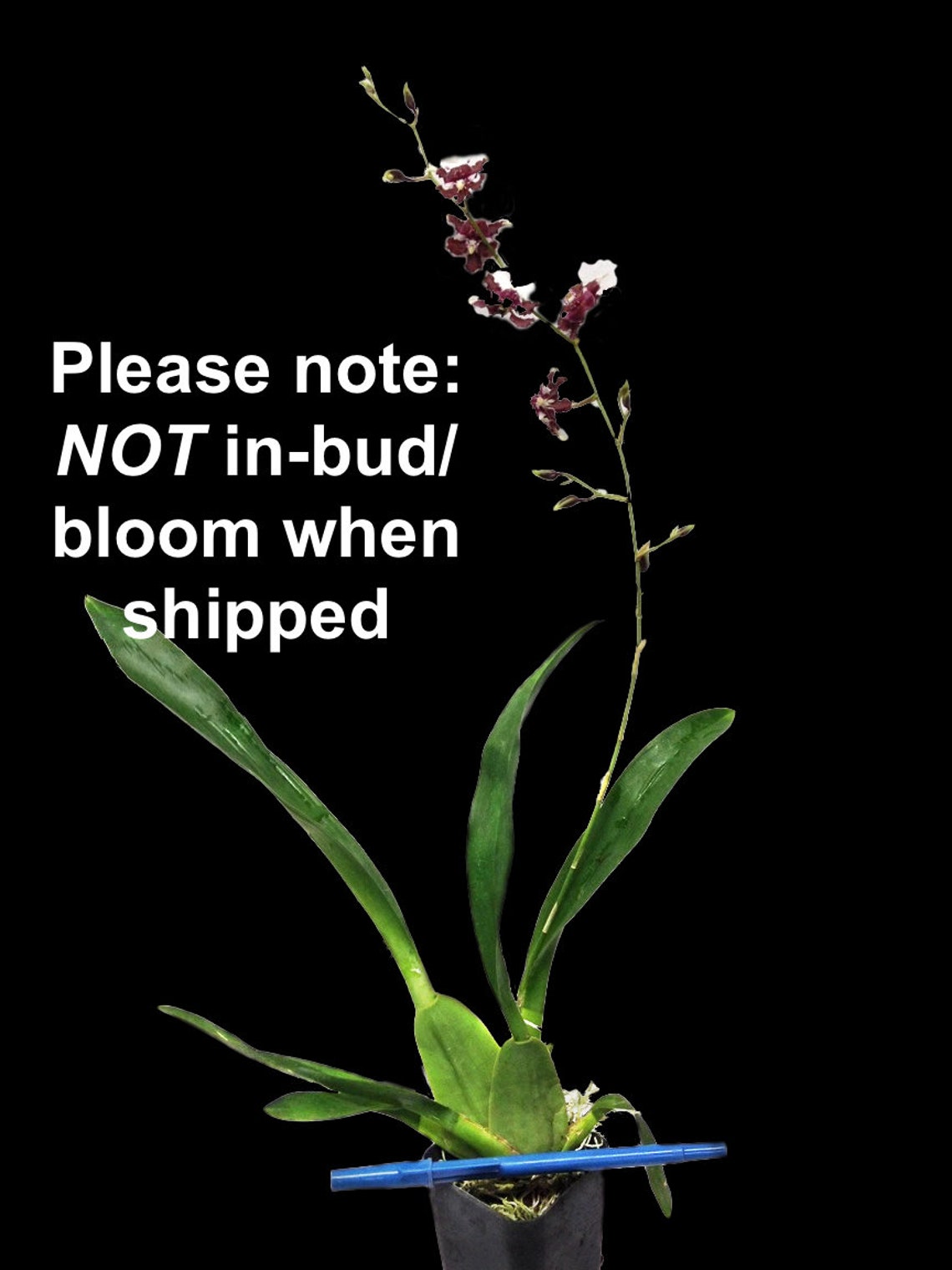 Onc. Heaven Scent 'redolence' Sharry Baby Improved - Etsy