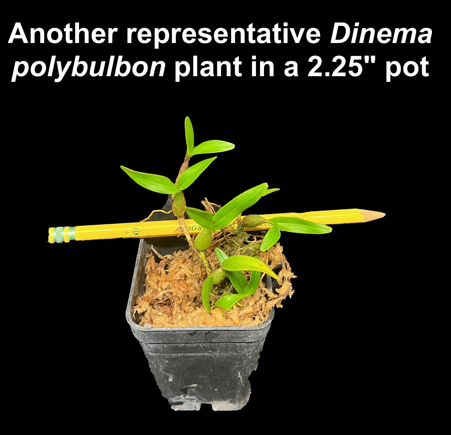 Dinema Polybulbon – Miniature Orchid Species, Fragrant Blooms, Perfect ...