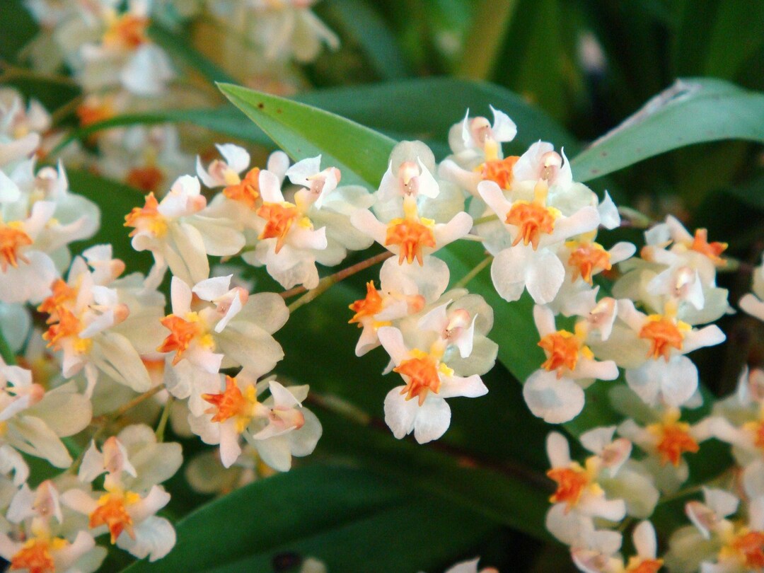 Orchid Insanity --onc. Twinkle 'fragrant Fantasy' -- Fragrant Blooms ...