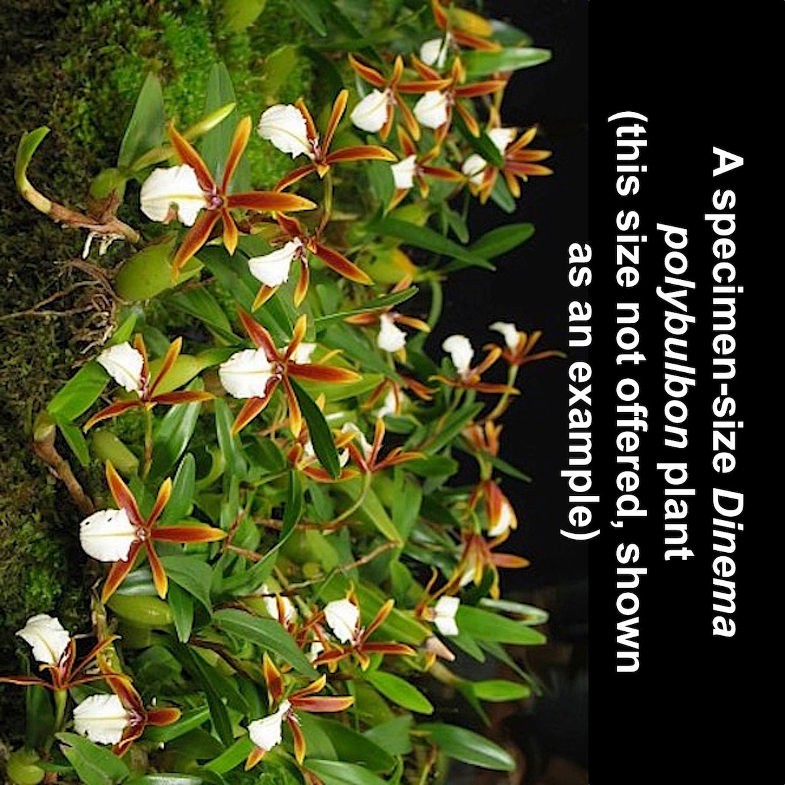 Dinema Polybulbon – Miniature Orchid Species, Fragrant Blooms, Perfect ...
