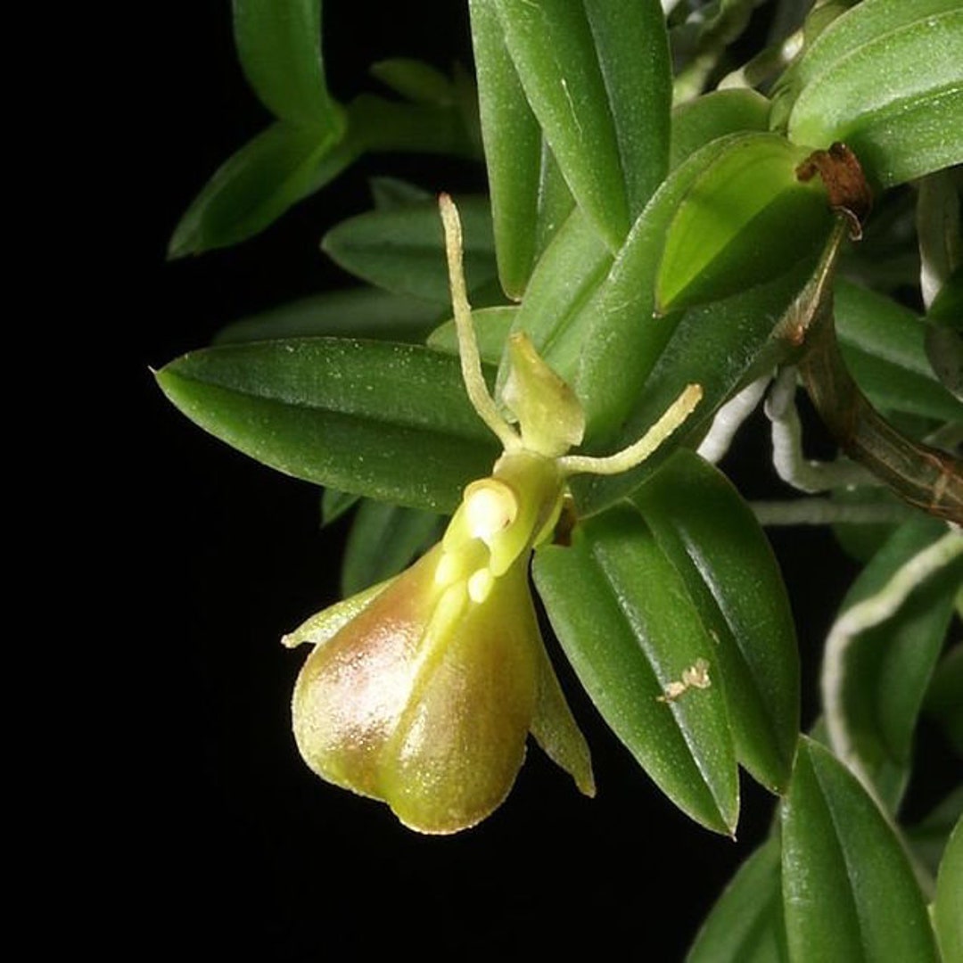 Epidendrum Porpax – True Miniature Colombia Orchid Species Perfect for ...