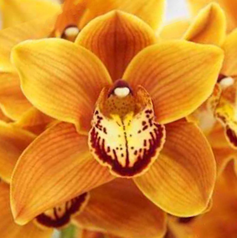 Cymbidium Enzan Forest 'majolica' - Beautiful Orange Blooms, Vigorous Easy to Grow (NOT In-bud ...