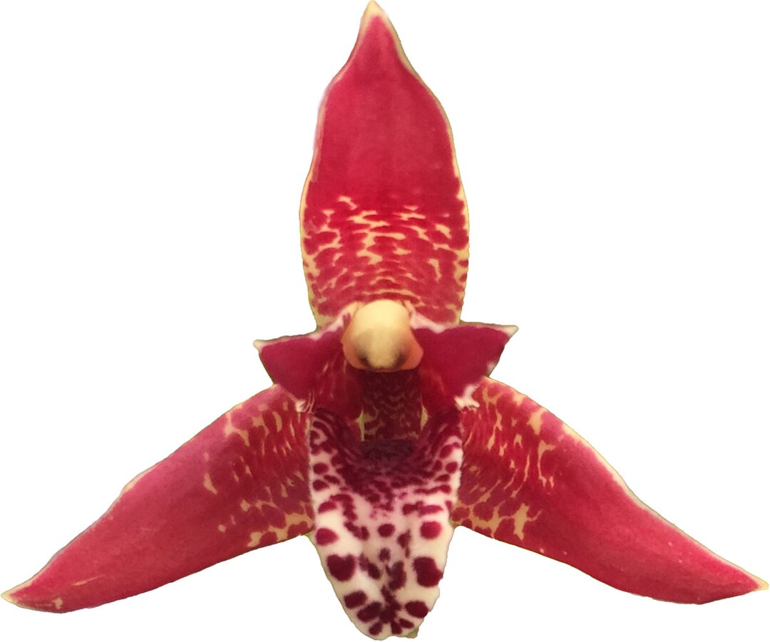 Coconut Fragrance Orchid -- Maxillaria Tenuifolia -- Very Easy to Grow ...