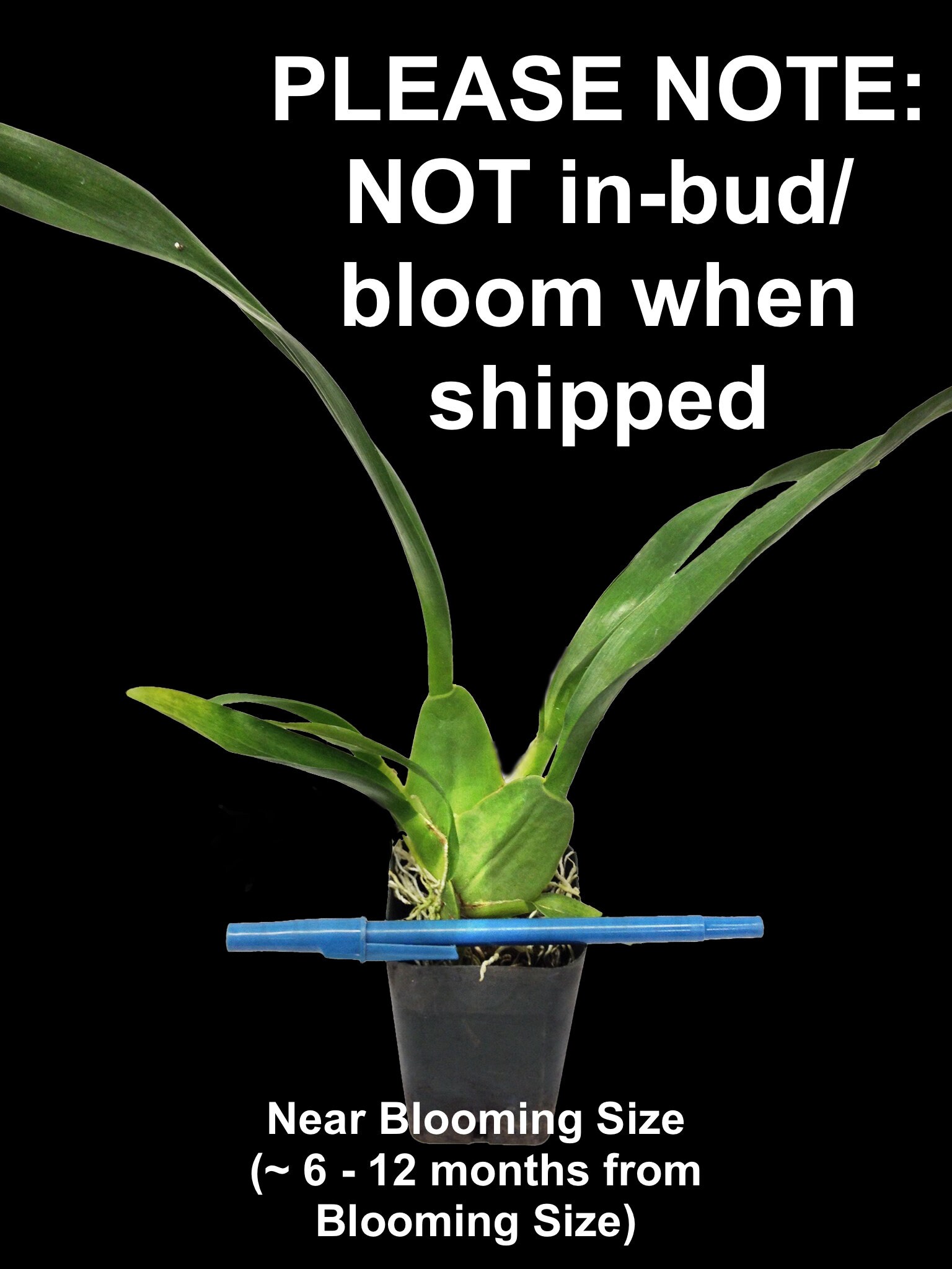 Onc. Heaven Scent 'redolence' Sharry Baby Improved - Etsy