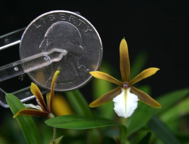 Dinema Polybulbon – Miniature Orchid Species, Fragrant Blooms, Perfect ...