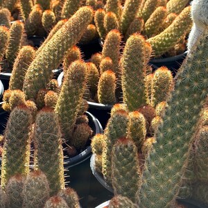 Mammillaria Elongata Well Rooted copper King Live Cactus - Etsy