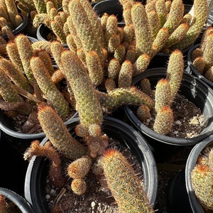 Mammillaria Elongata Well Rooted copper King Live Cactus - Etsy