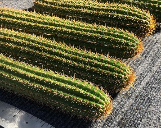 Golden Torch Cactus “cuttings” (trichocereus Spachiana) "tops" 10-11in ...