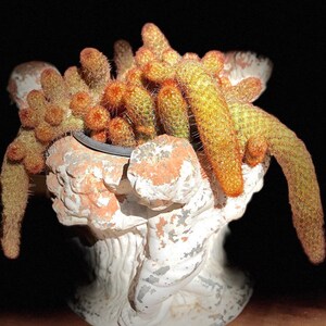 Mammillaria Elongata Well Rooted copper King Live Cactus - Etsy