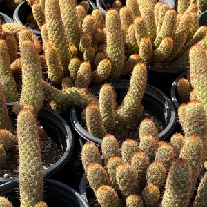Mammillaria Elongata Well Rooted copper King Live Cactus - Etsy