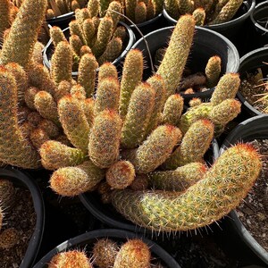 Mammillaria Elongata Well Rooted copper King Live Cactus - Etsy