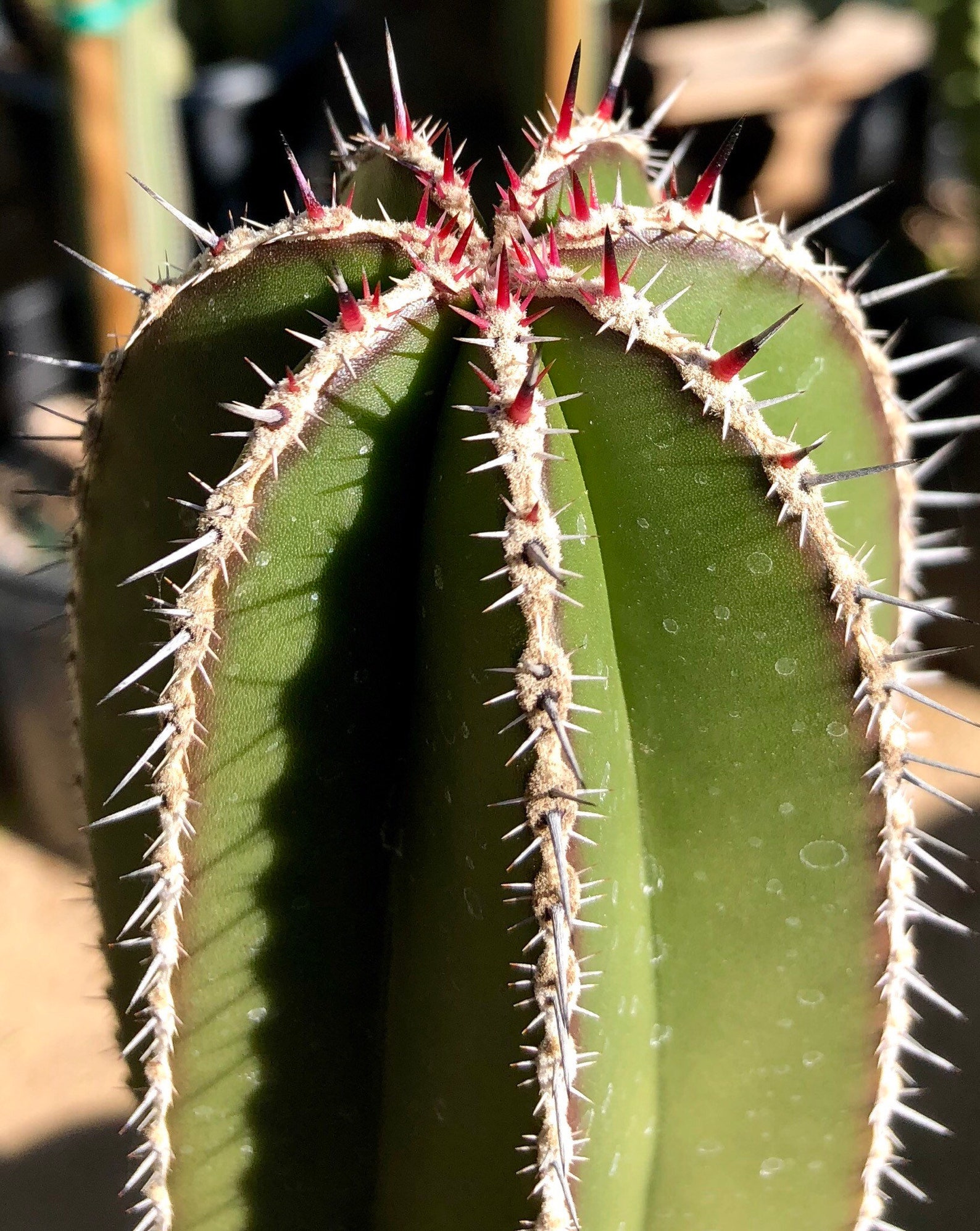 Mexican Fence Post Cactus (pachycereus Marginatus) 11-12in (cuttings ...