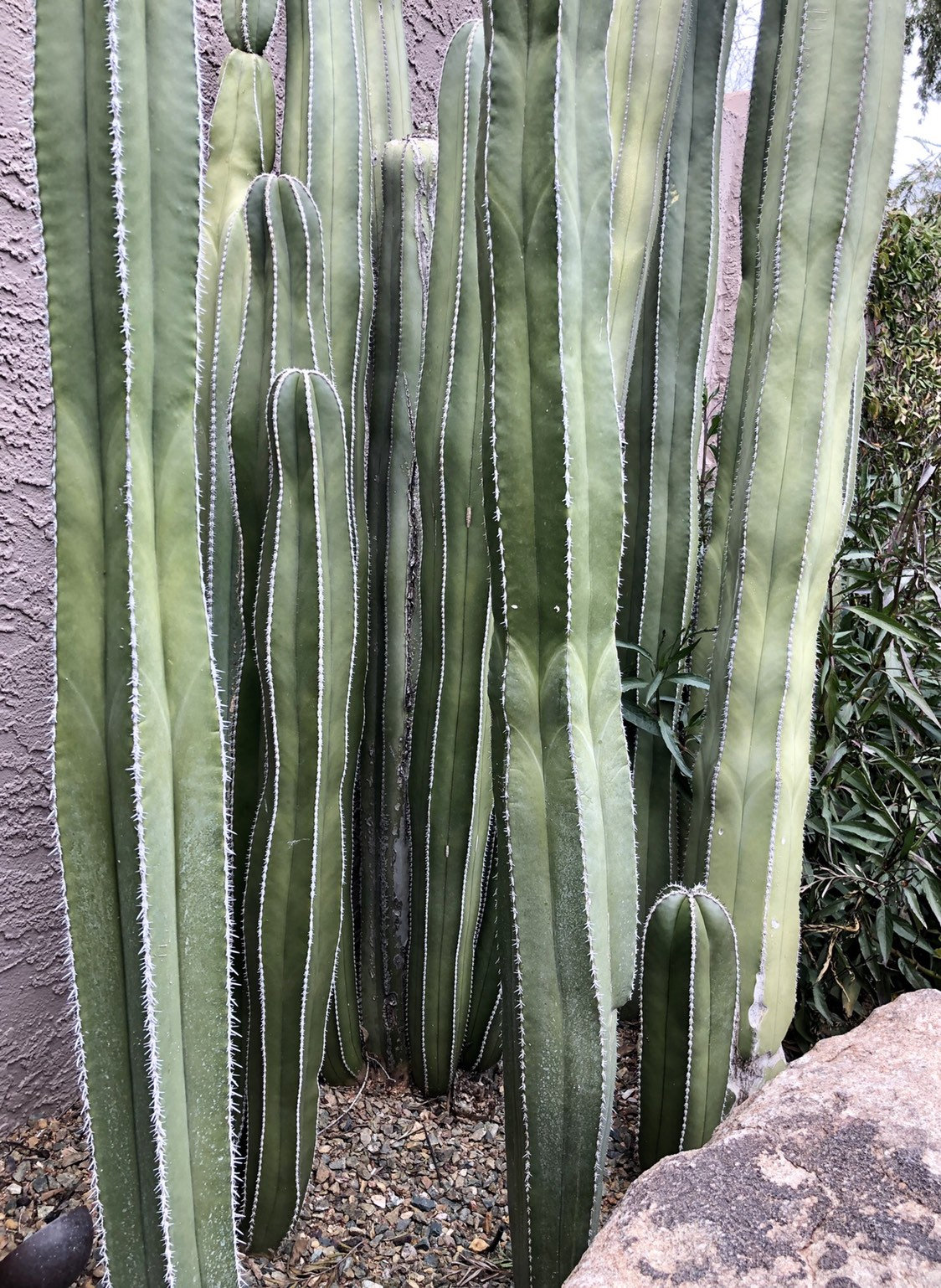 Mexican Fence Post Cactus (pachycereus Marginatus) 11-12in (cuttings ...