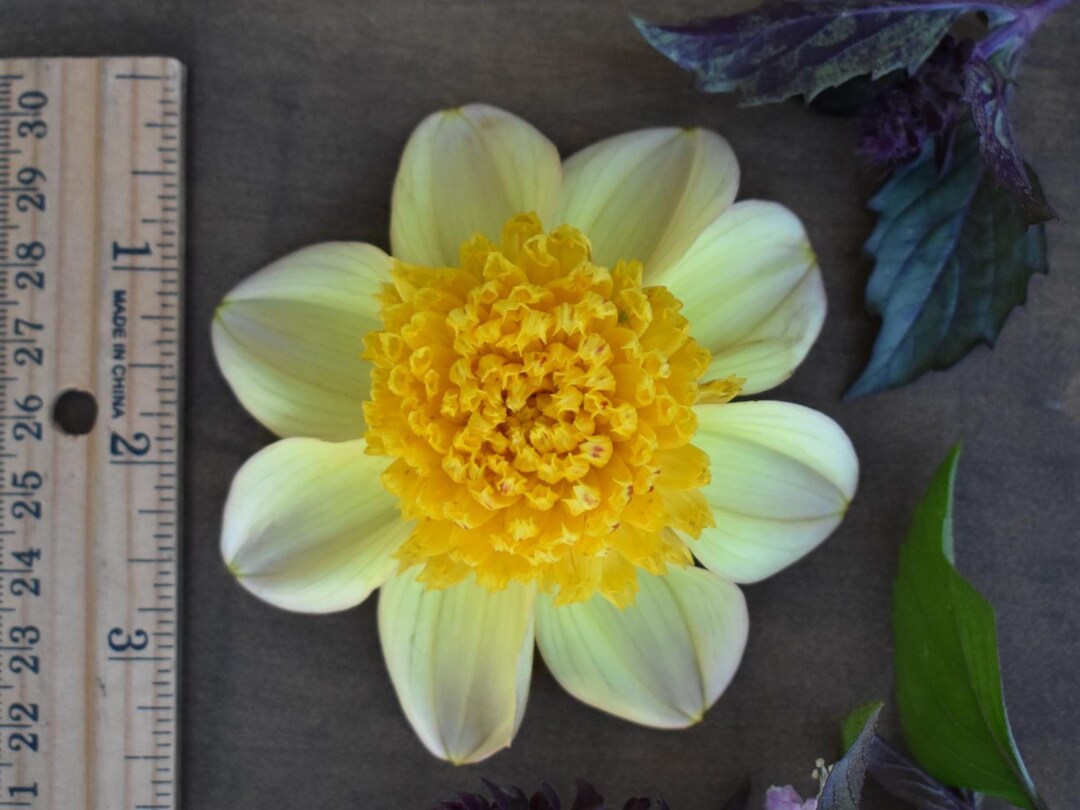 Bloomquist Golden Tuber - Etsy